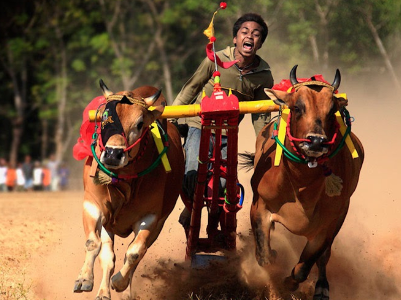 Salt, Satay, Bull Race: Exploring Madura Island's Hidden Wonders